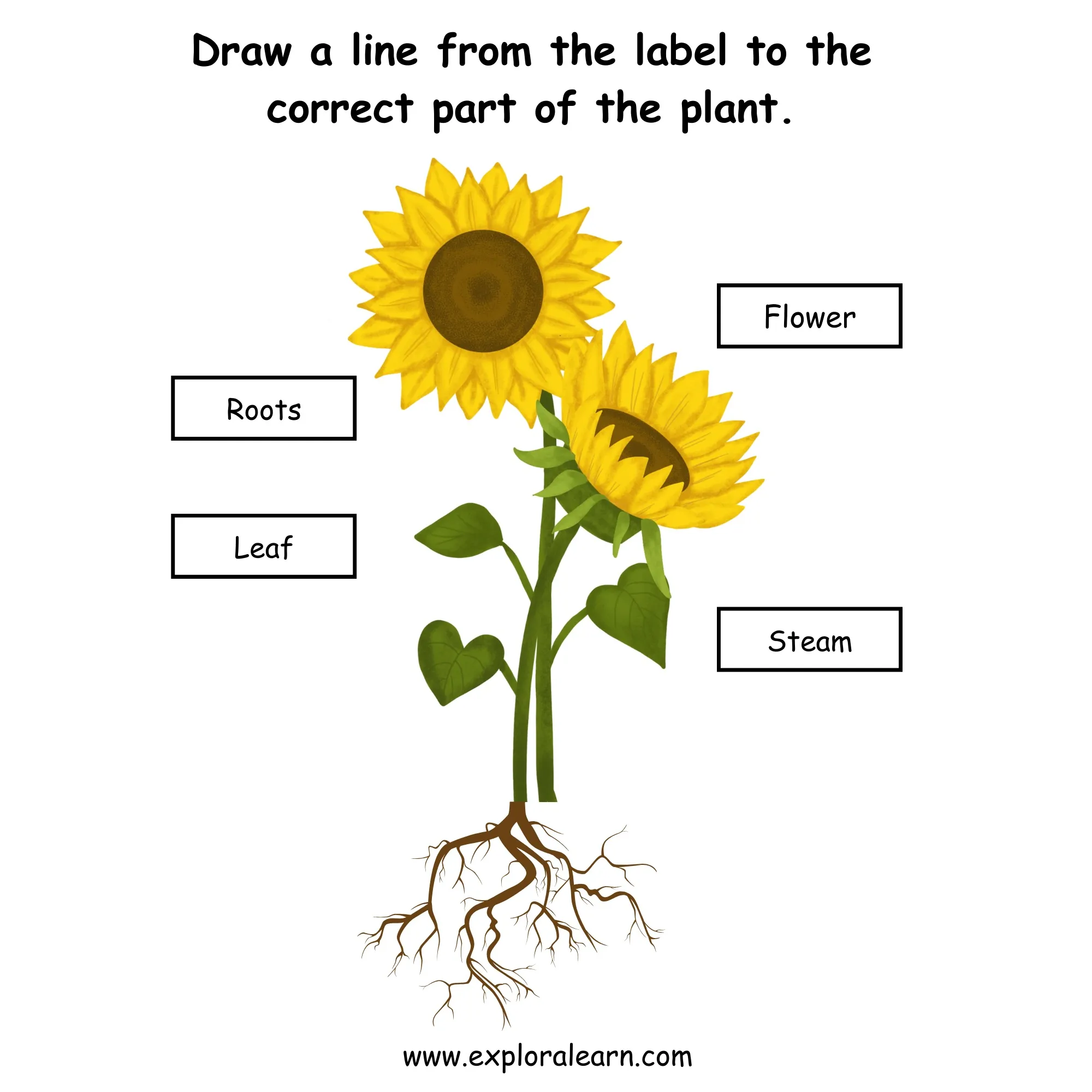 Free Exploralearn Worksheets, Plants