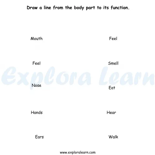 Free Exploralearn Worksheets Human Body Body Parts Worksheets